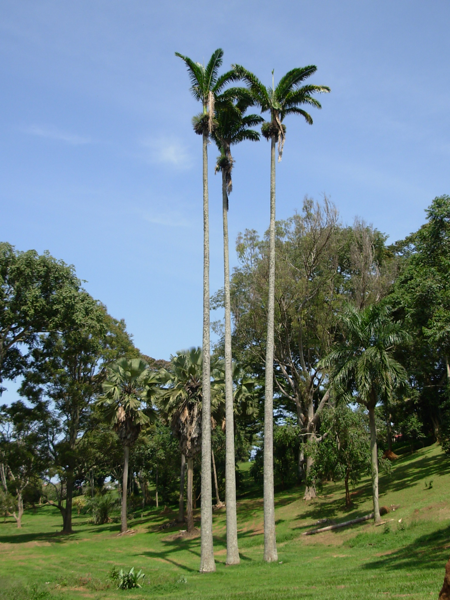 Entebbe City tours | entebbe city visit